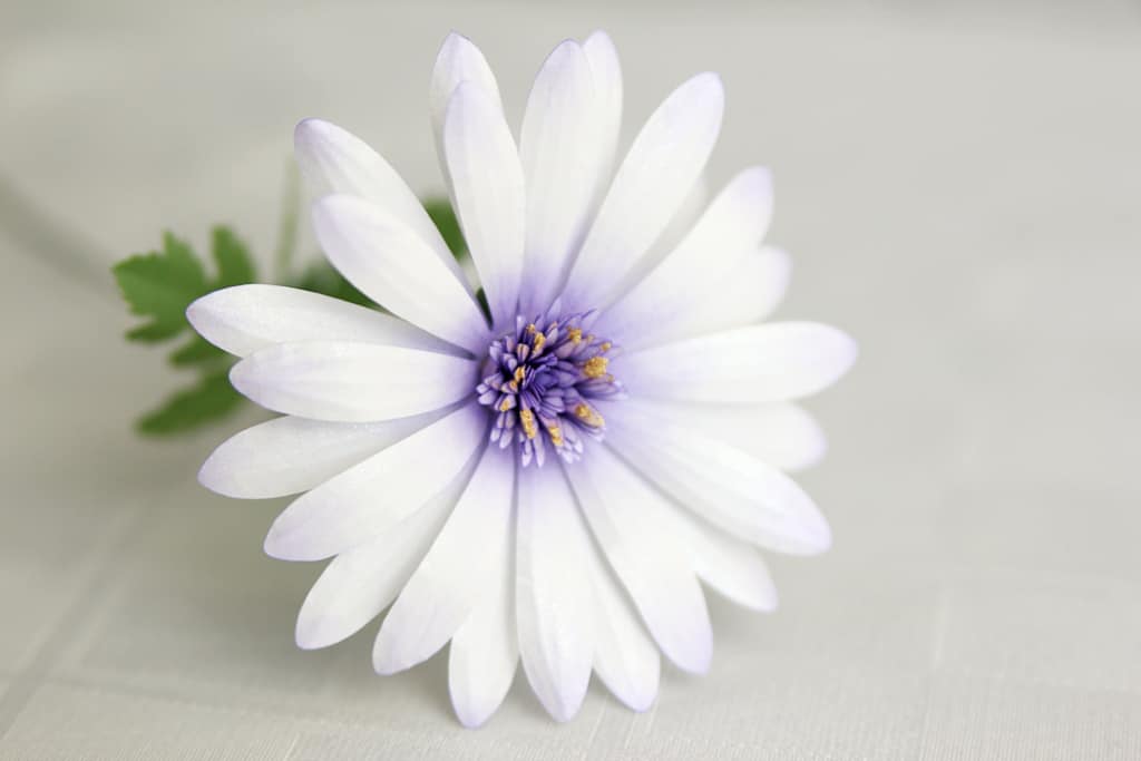 Daisy Crazy: Hand-Colored Paper Daisies - Finding Time To Create