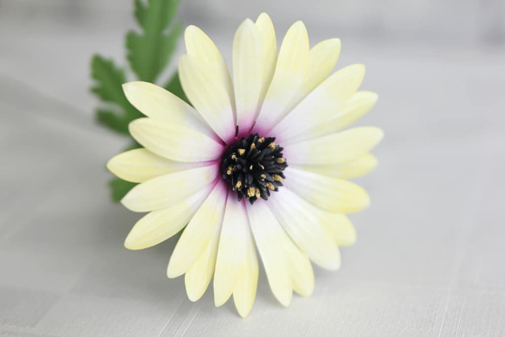 Daisy Crazy: Hand-Colored Paper Daisies - Finding Time To Create