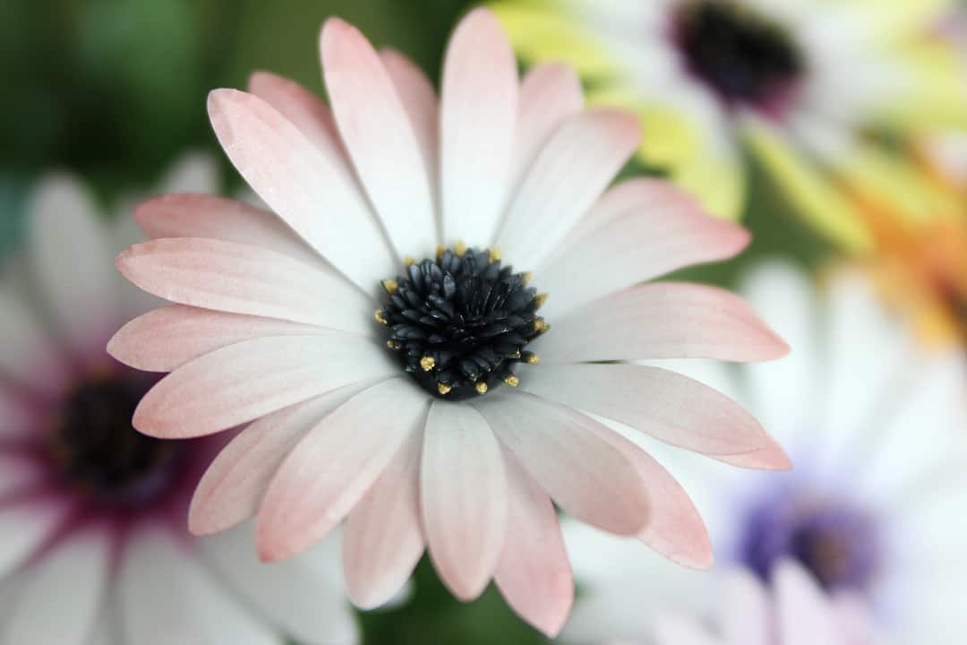 Daisy Crazy: Hand-Colored Paper Daisies - Finding Time To Create